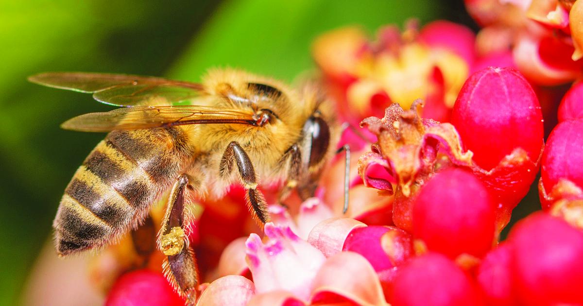 Beneficial insects | Small creatures with big impacts | Heinrich Böll ...