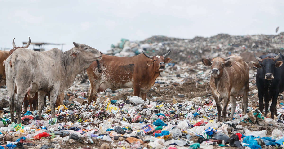 World Environment Day : CSO Coalition Urges Kenyan Government and ...